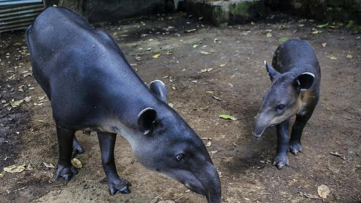 In Nicaragua, a fight to save endangered tapirs - The Hindu