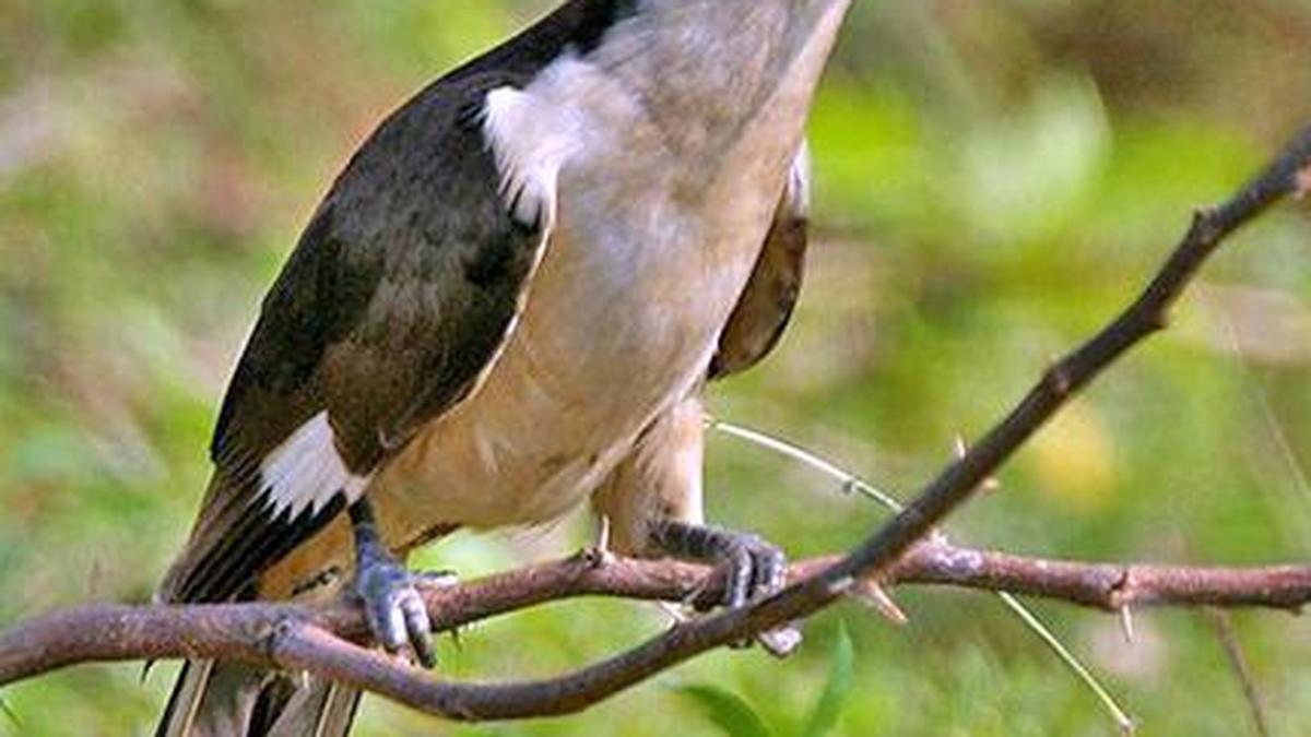 Cuckoo more ‘devious’ than previously thought - The Hindu