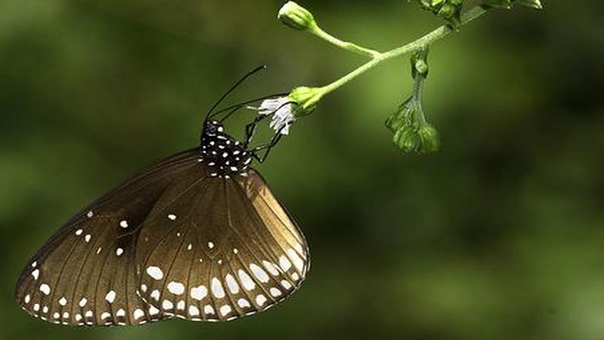 How the Indian monsoon shapes butterfly physiology - The Hindu