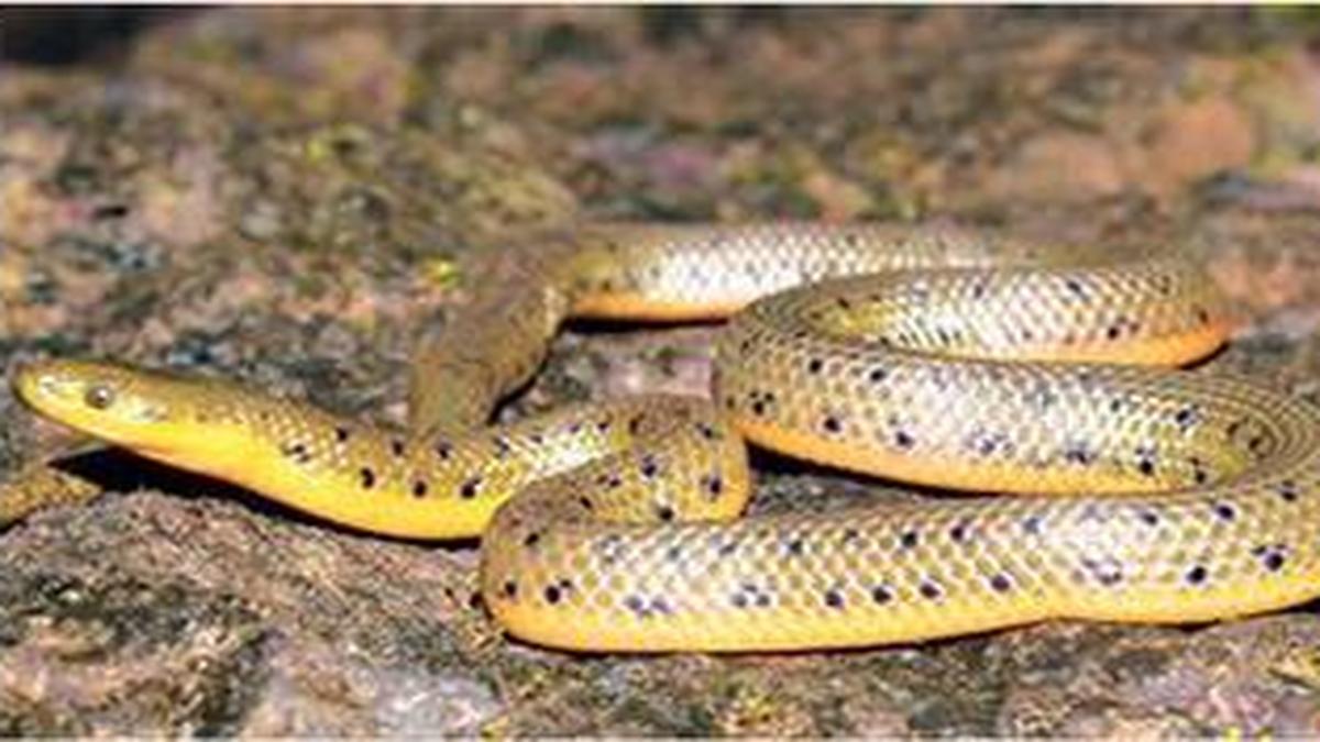 Western Ghats throw up a new snake - The Hindu