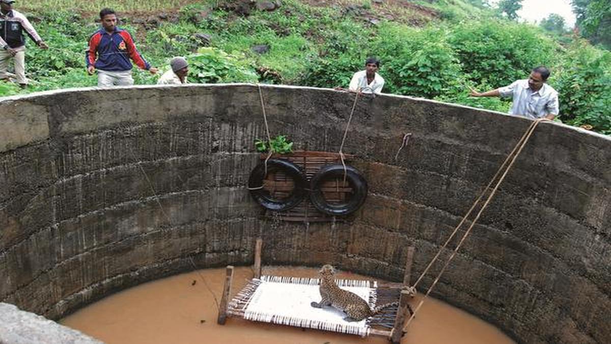 Big cat’s in the well: The story behind an award-winning photograph ...