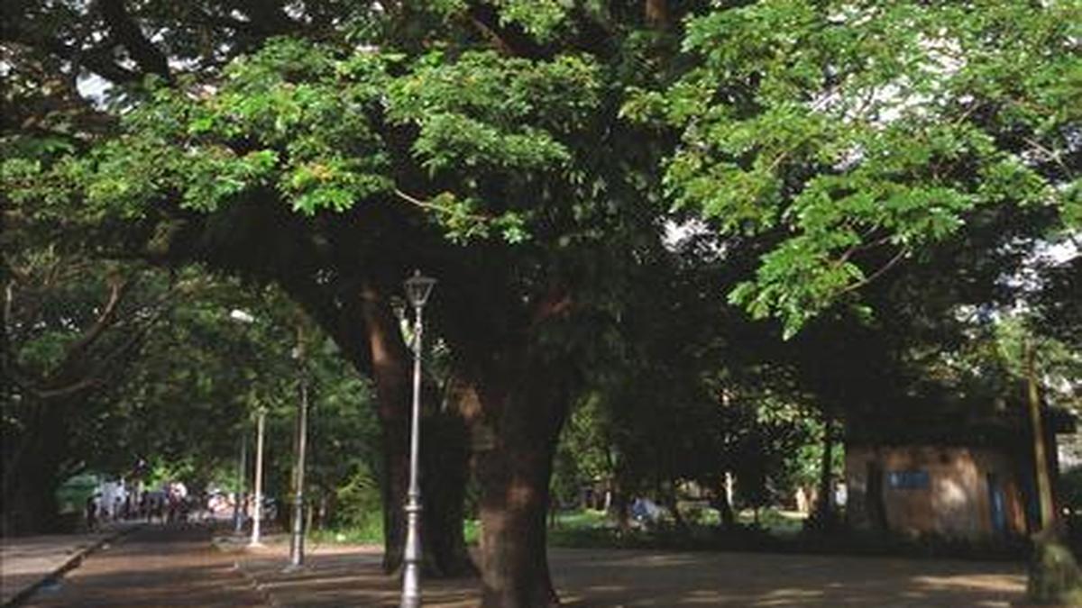 A few of our favourite trees... - The Hindu