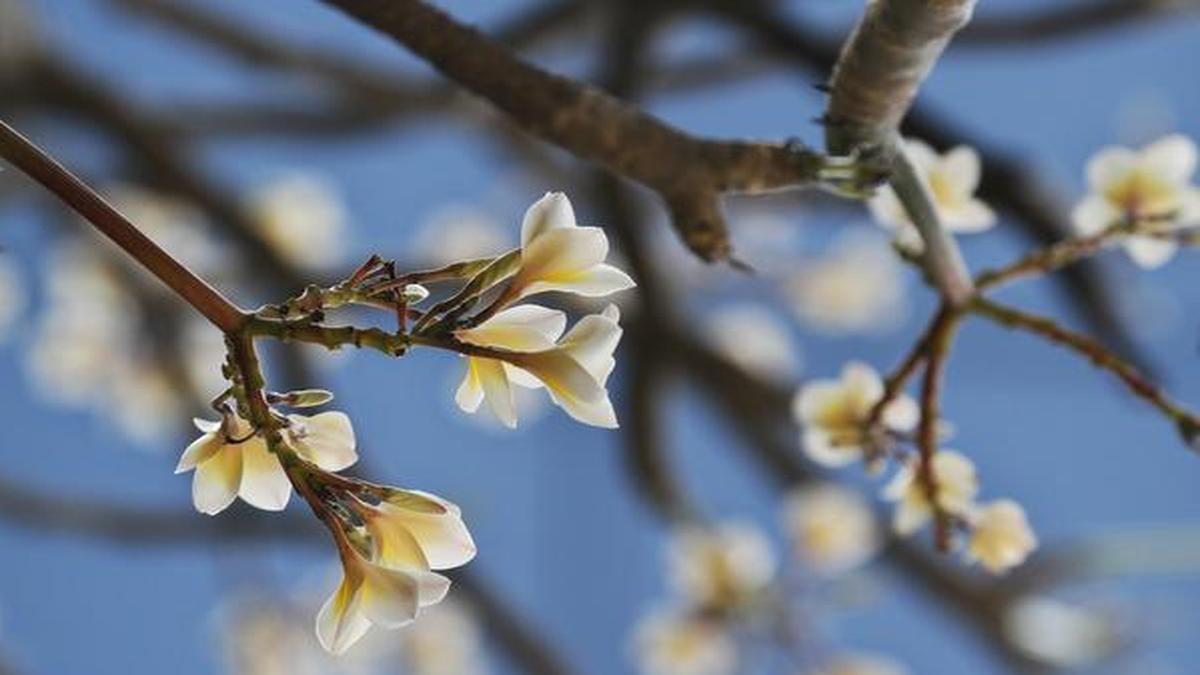 Admiring the beauty of the frangipani and mahilampoo trees - The Hindu
