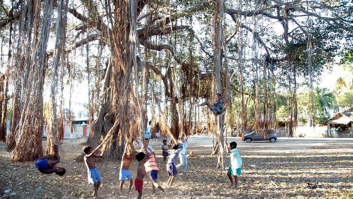 How trees loom large in children’s lives - The Hindu