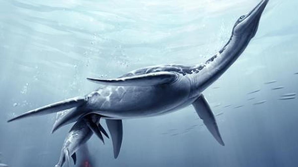 Oldest plesiosaur was a strong swimmer: study - The Hindu