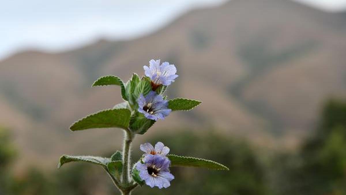 When the Nilgiris grasslands are in full bloom - The Hindu
