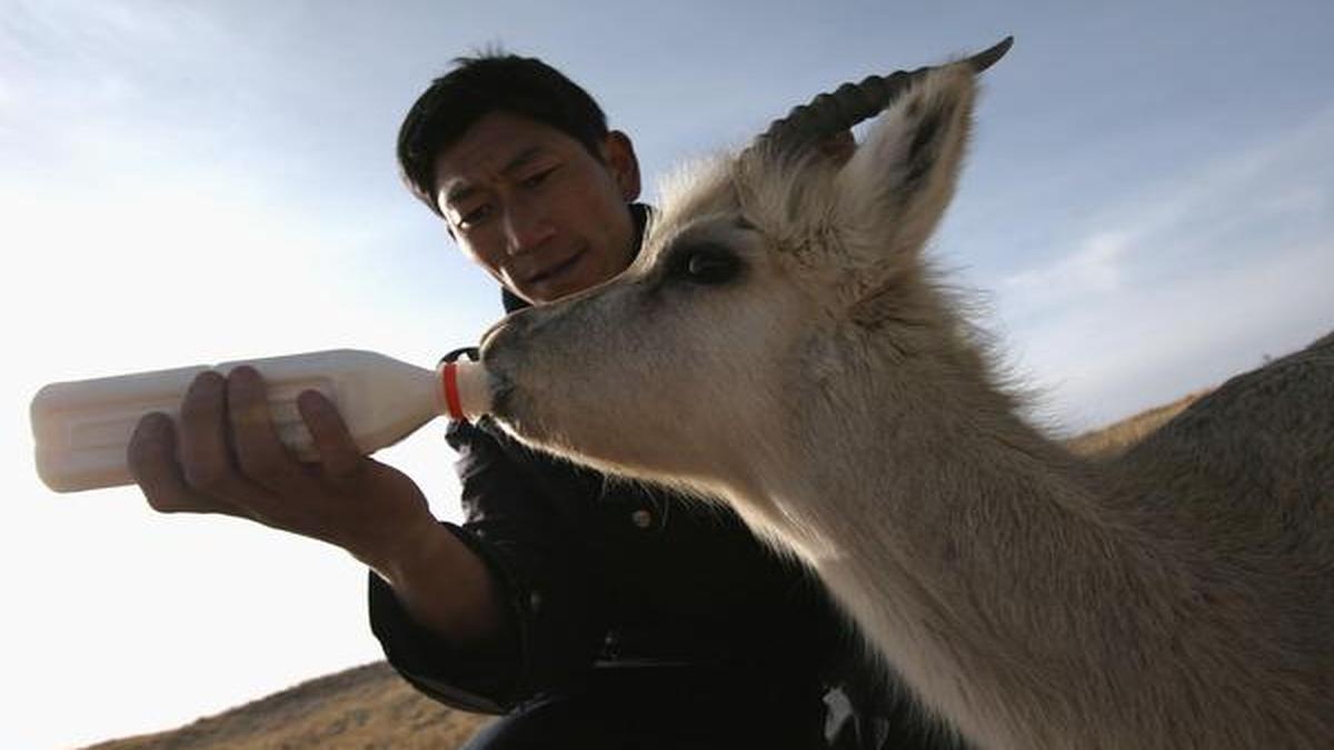 The story of how the chiru was saved from the brink of extinction - The ...