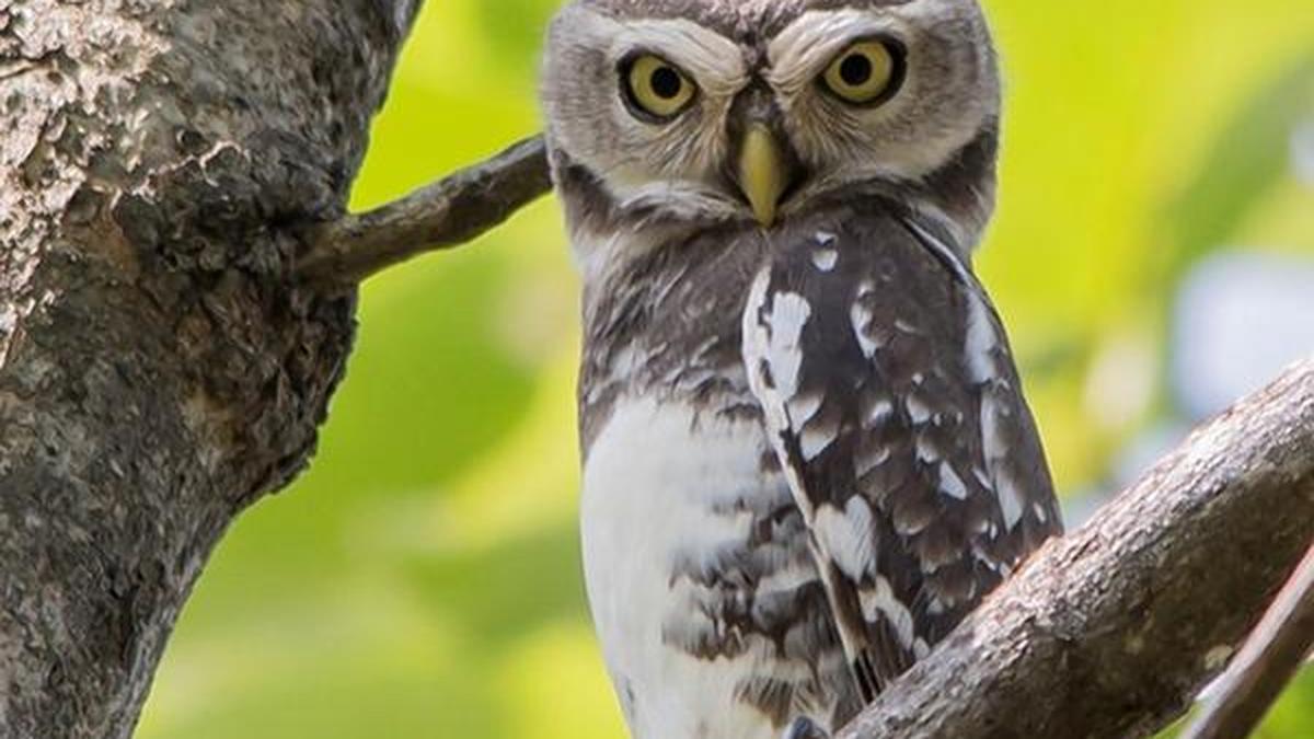 Ancient climatic changes and central India’s rare forest owlet - The Hindu