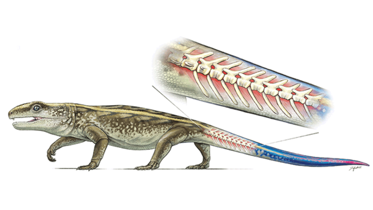 Oldest reptile that could detach its tail identified - The Hindu