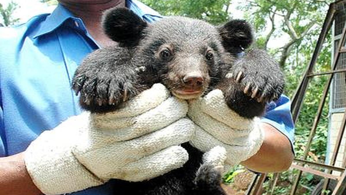 Rescued bear cub finds new home in Arunachal zoo - The Hindu