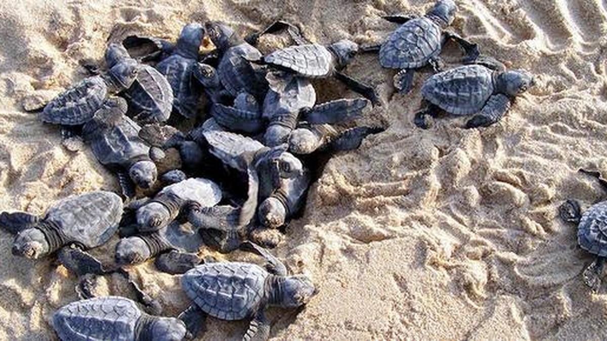 Olive ridleys start hatching at Rushikulya - The Hindu