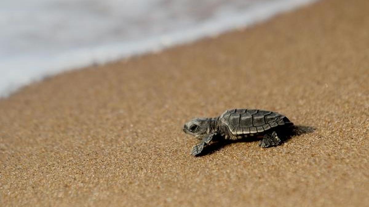 Olive Ridley hatchlings born with mothers nowhere in sight - The Hindu