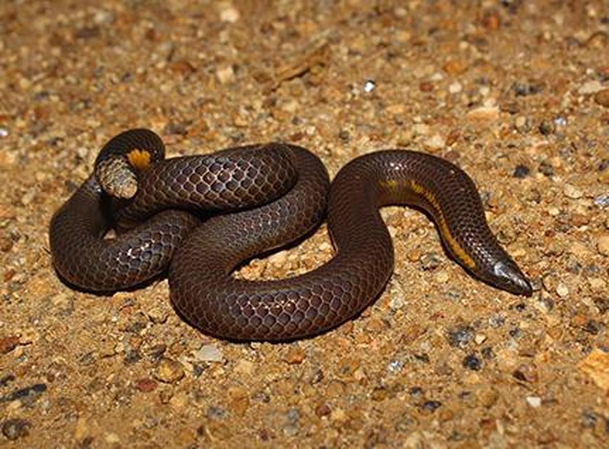Iridescent Shieldtail Snake