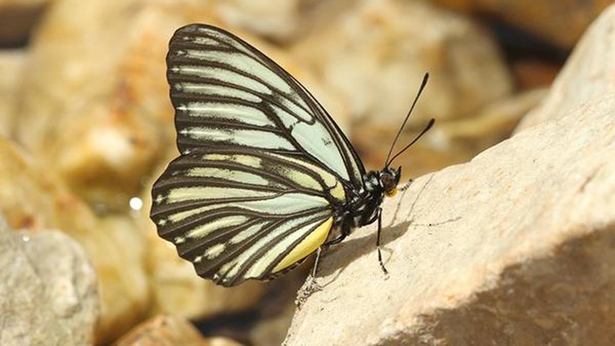 Nature enthusiasts spot rare butterflies unseen for decades - The Hindu