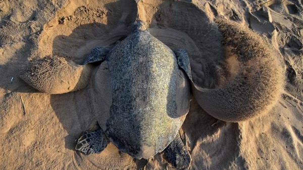 Earth’s wild animal population plummets 60% in 44 years: WWF - The Hindu