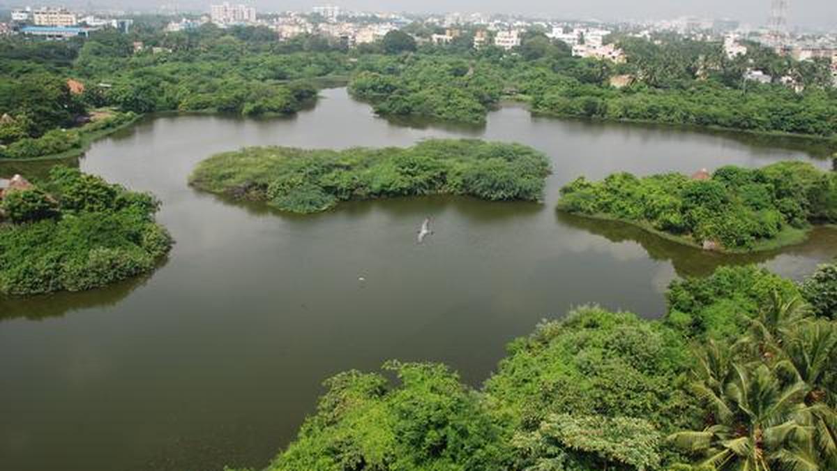 How Chennai is growing its own forests - The Hindu