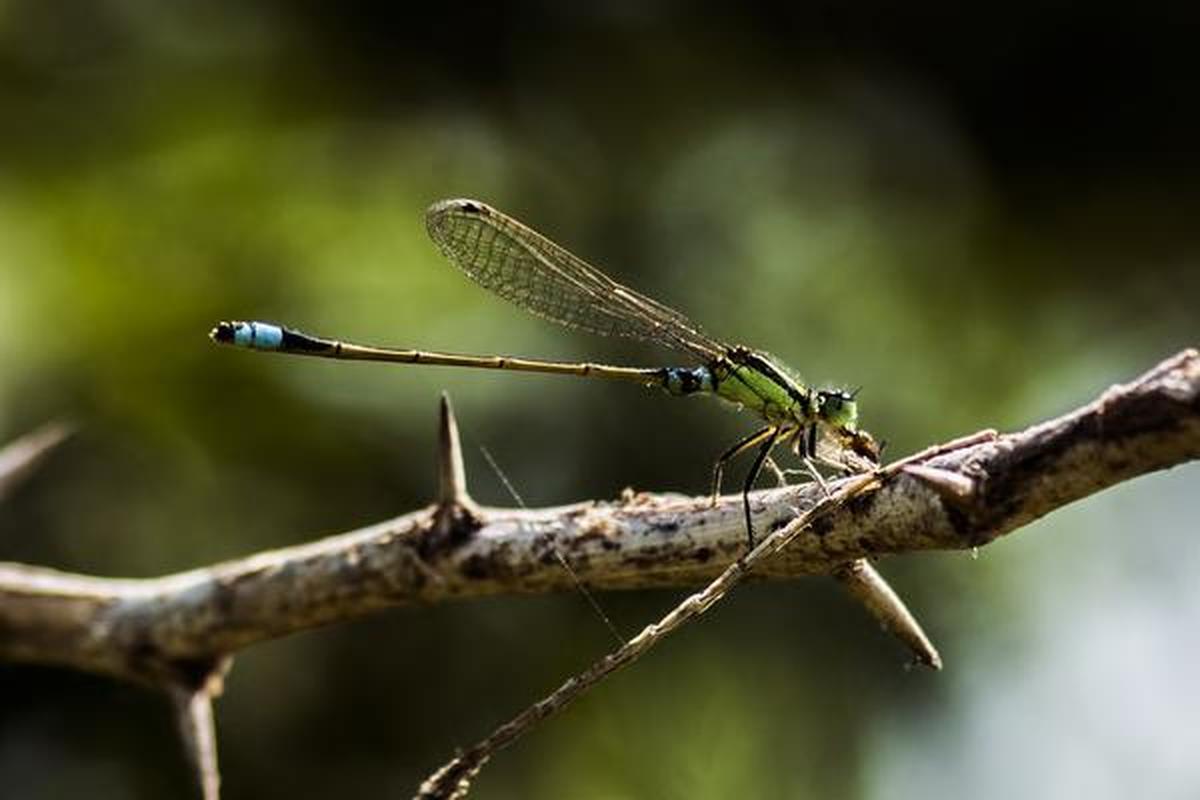 A look at the many kinds of insects found around the lakes of ...