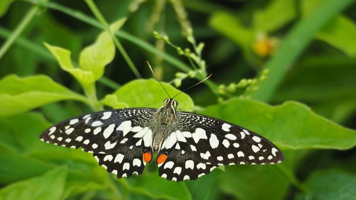 A mud-puddler butterfly you should know about - The Hindu