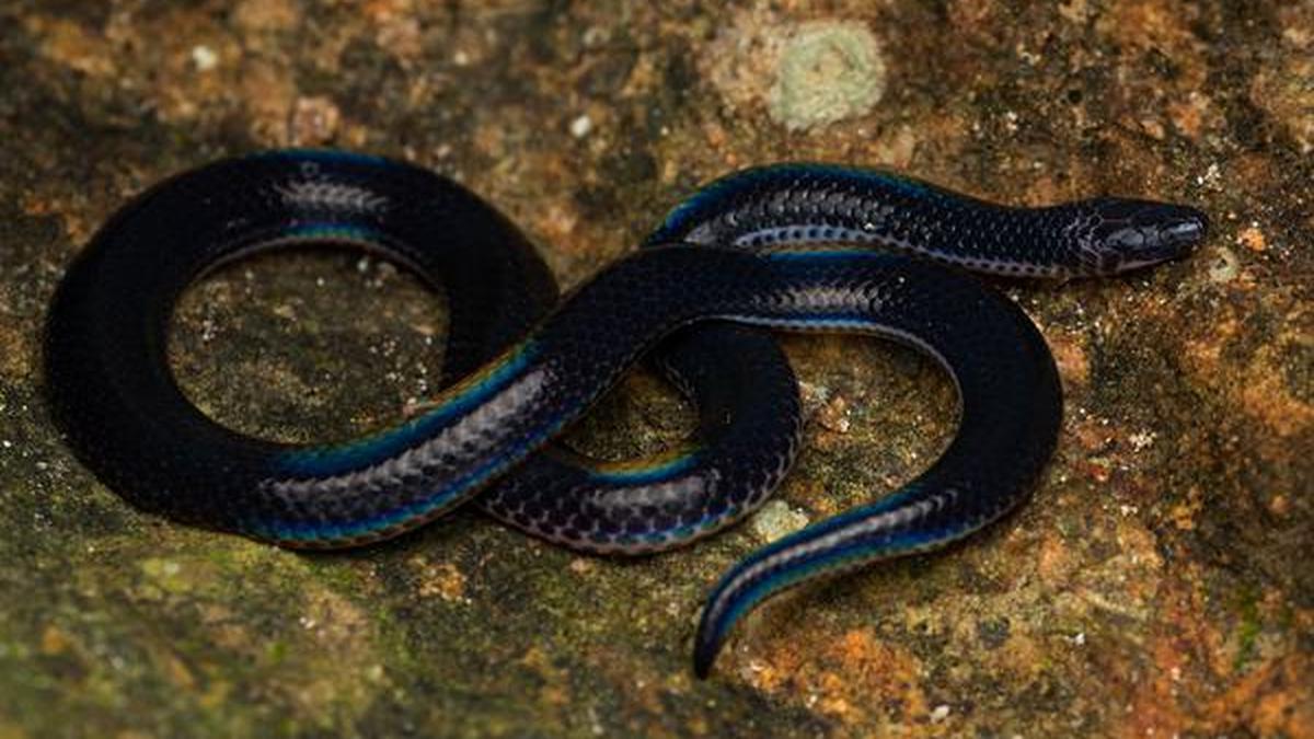 Rainbow-coloured snake identified in Munnar - The Hindu
