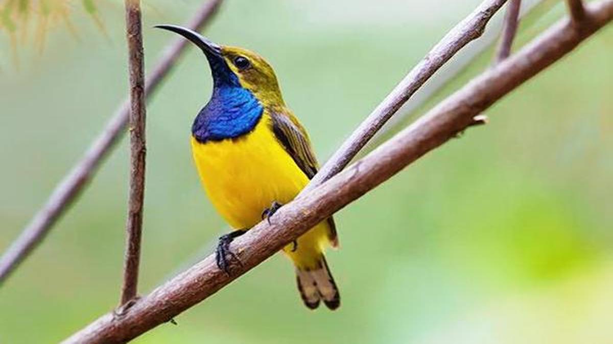 Great Backyard Bird Count 2020 comes to Kerala capital - The Hindu