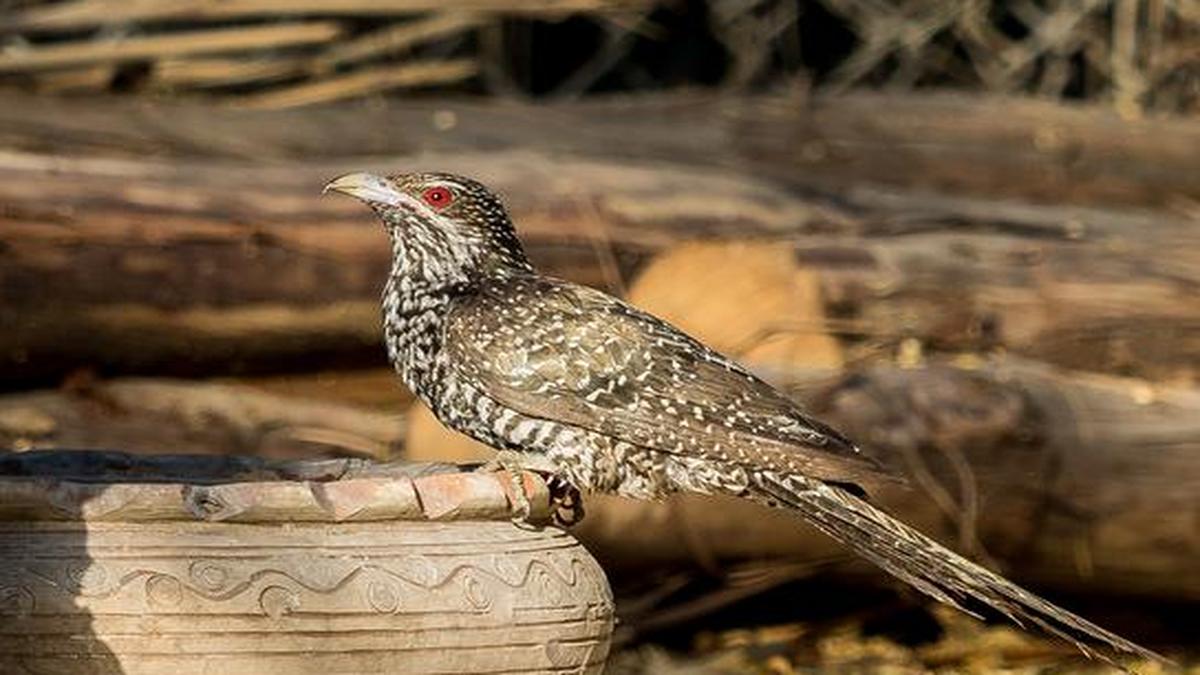 A bird celebrated through history - The Hindu