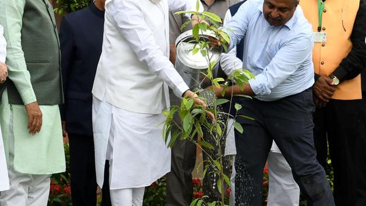 How tree planting drives often mask an economic aim as a climate saving ...