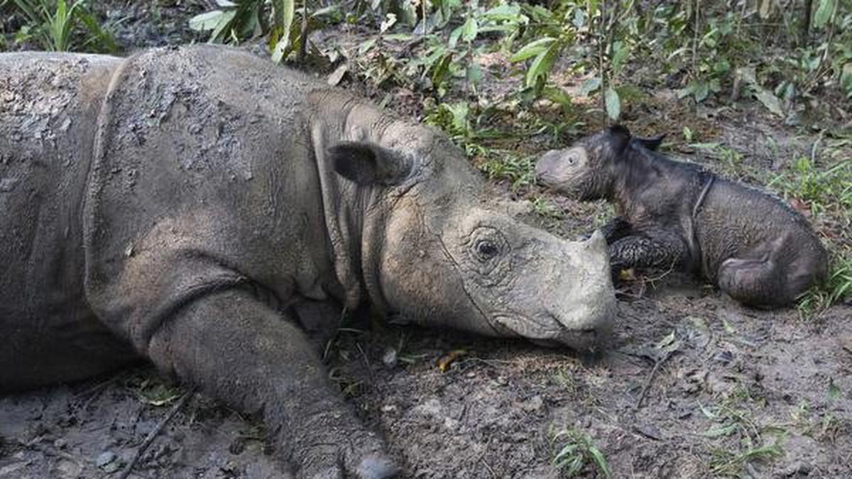 Good news for endangered Sumatran rhinoceros - The Hindu
