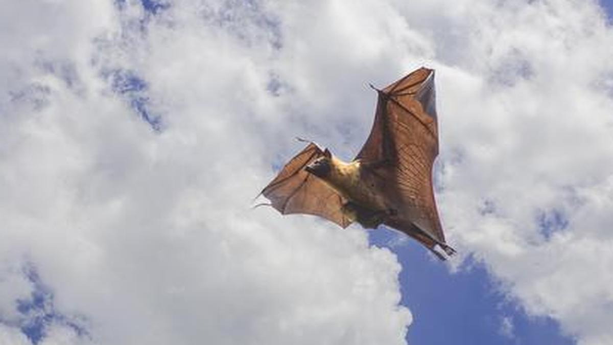 We know little about India’s 128 bat species - The Hindu