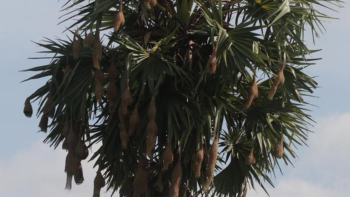 Do baya weavers spin the roulette for a nesting tree? - The Hindu