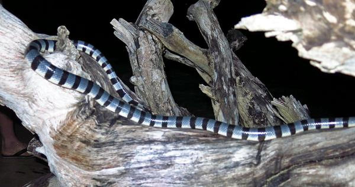 The life of Andaman’s sea kraits - The Hindu