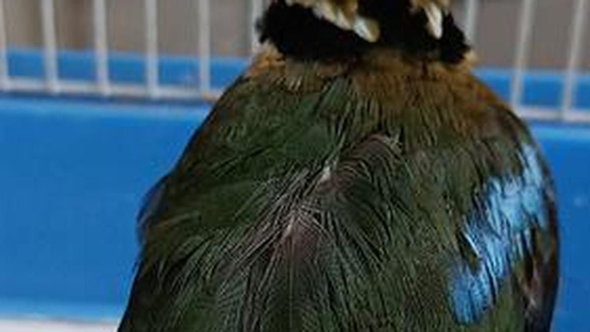 Reports of distressed pittas fly in thick and fast - The Hindu