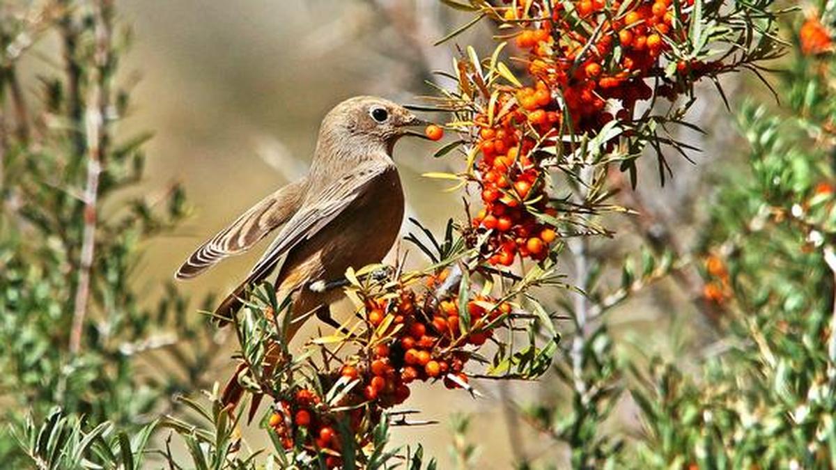 The bird to catch before March ends - The Hindu