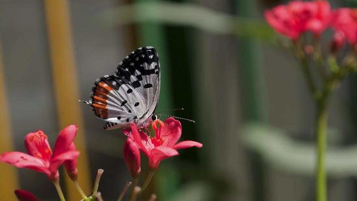 The Red Pierrot or the Talicada nyseus is a common sight in Delhi - The ...