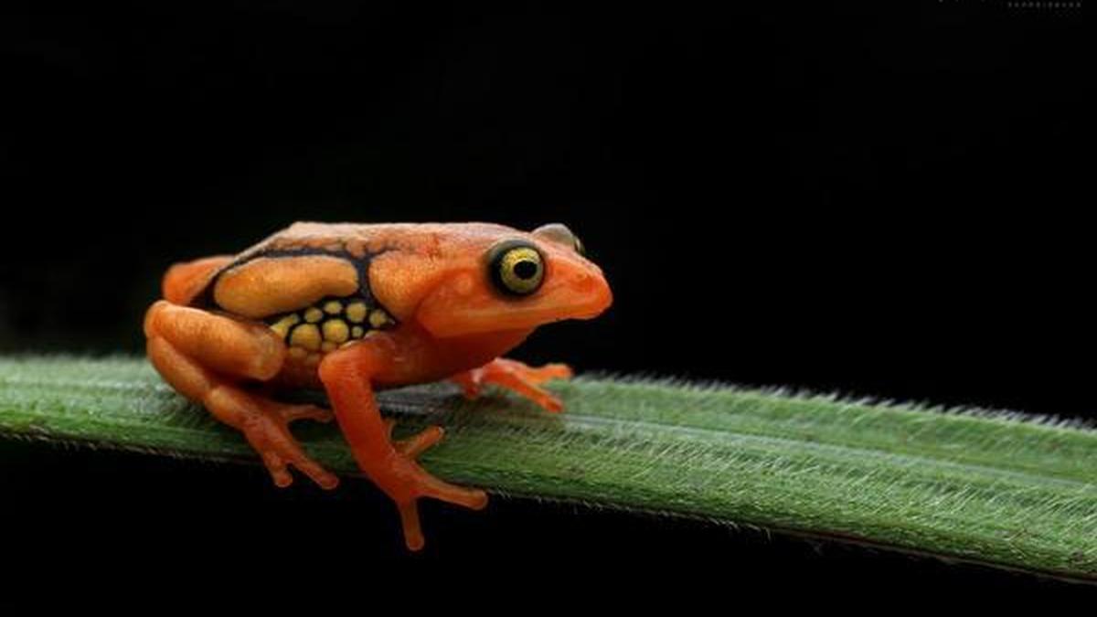 Into the secret world of frogs and snakes - The Hindu