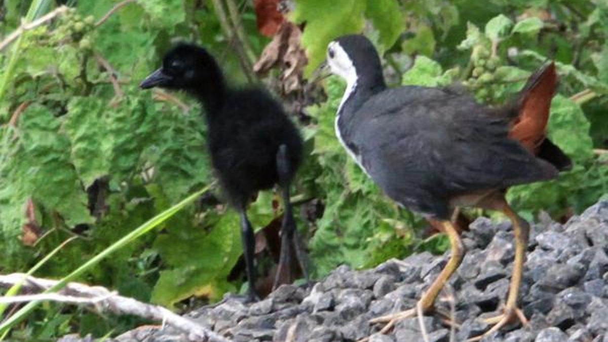 Do white-breasted waterhen chicks use their wing claws? - The Hindu