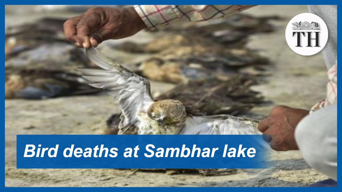 Watch | Botulism kills migratory birds at Sambhar lake - The Hindu
