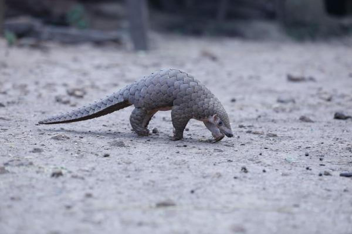 In the Eastern Ghats, a small movement is underway to protect the ...