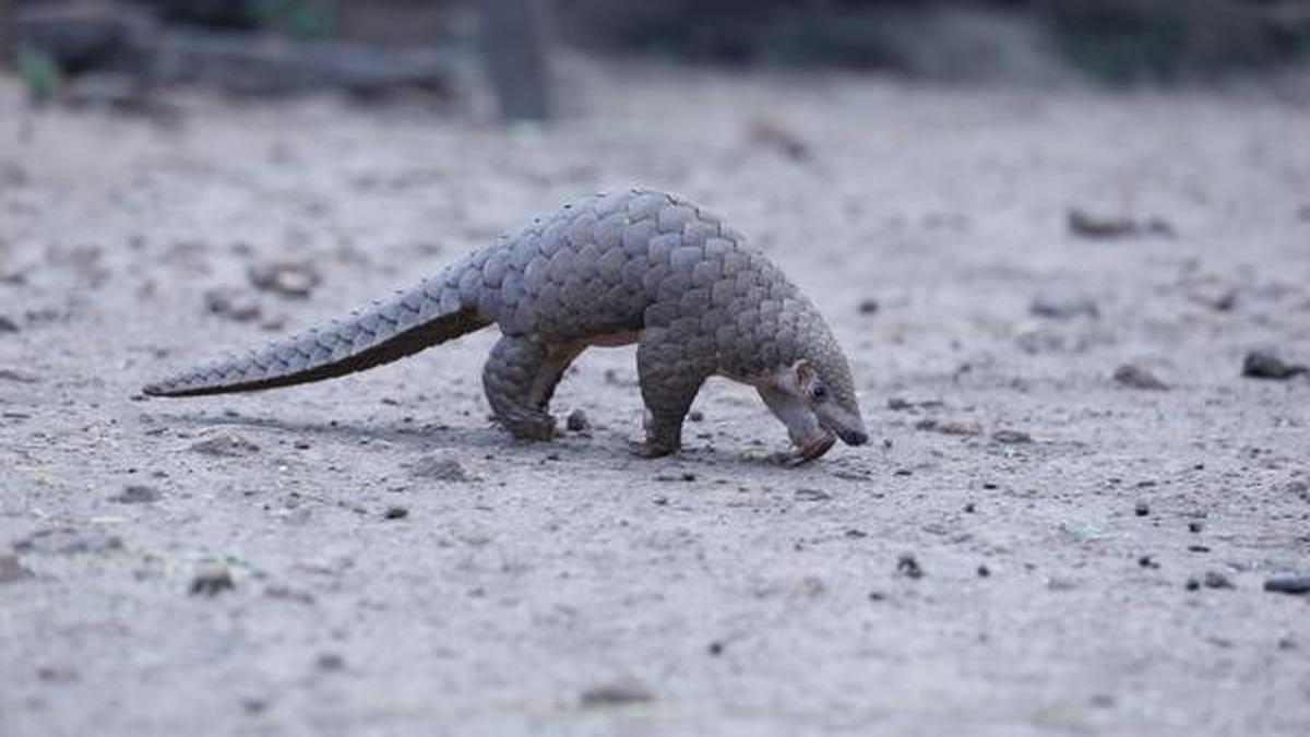 In the Eastern Ghats, a small movement is underway to protect the ...