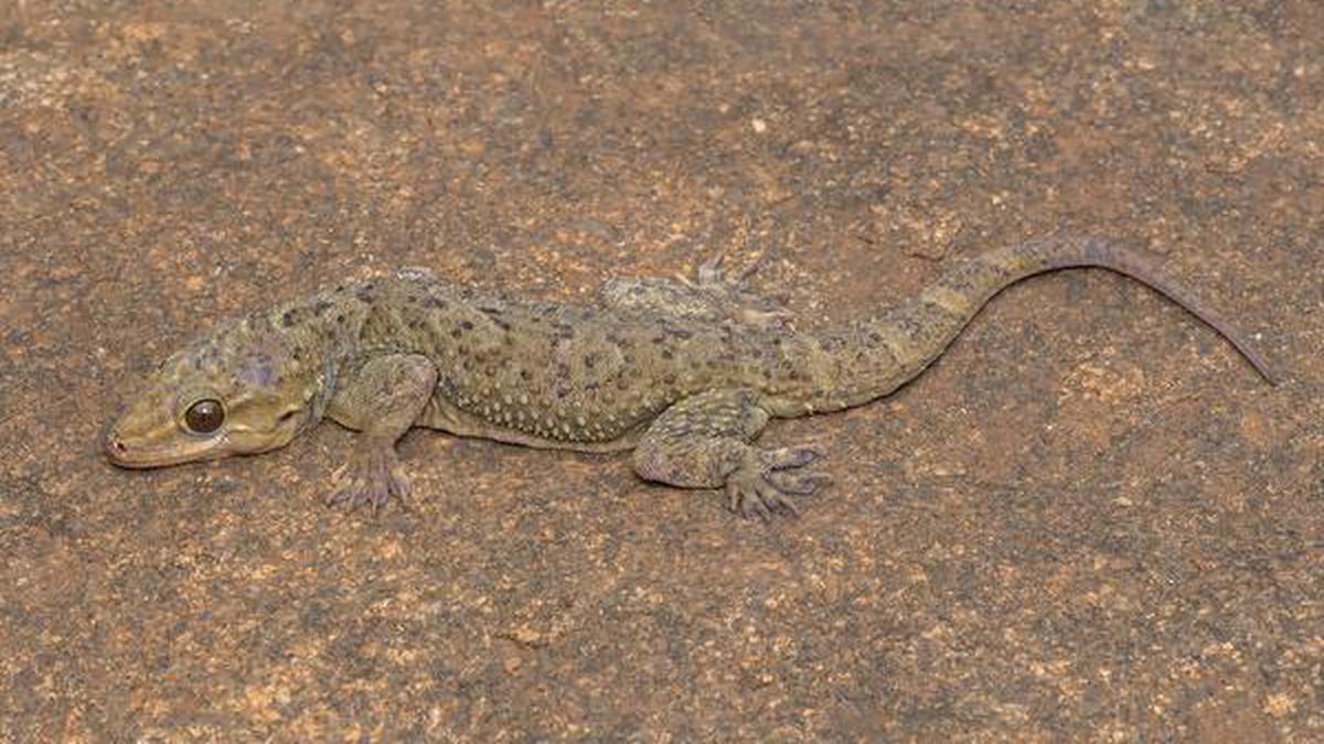 New gecko species recorded in Attappady - The Hindu