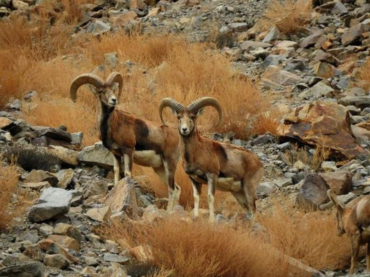 The day of the urial - The Hindu