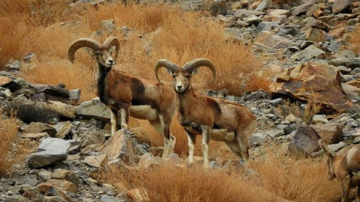 The day of the urial - The Hindu