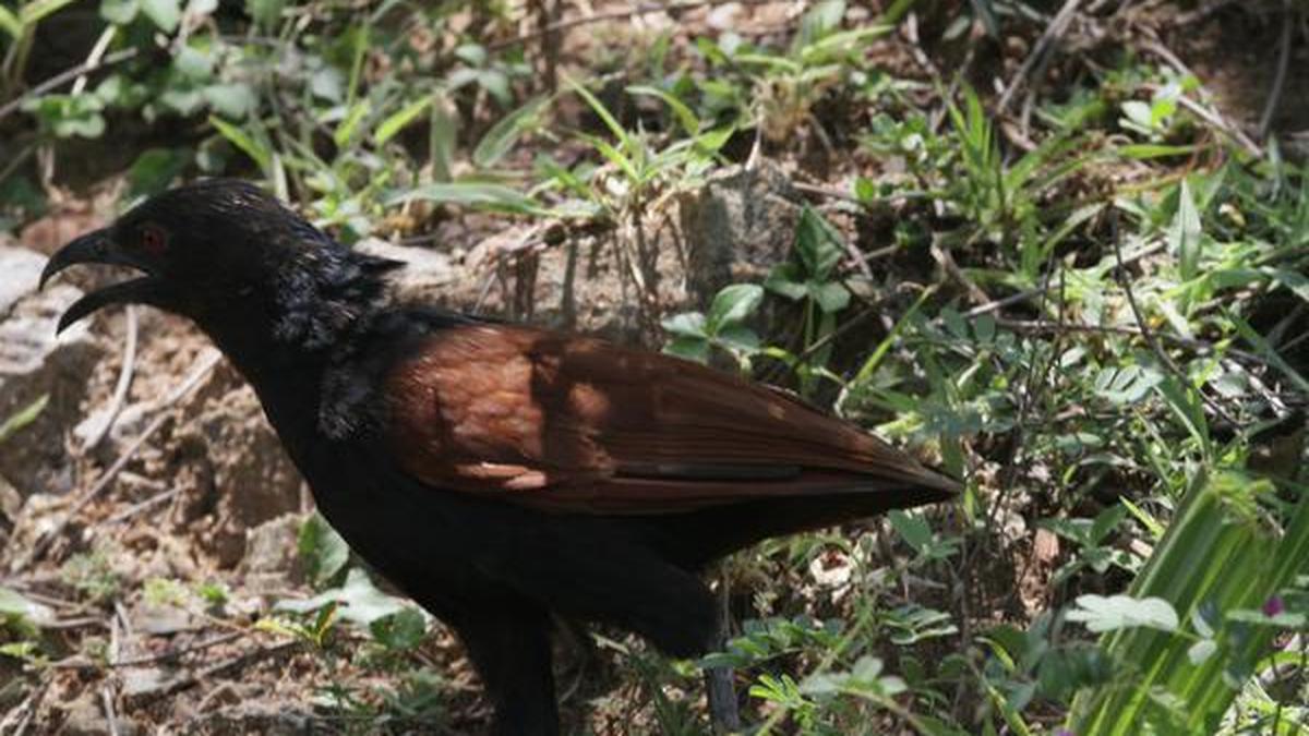 Limp in the leg, not in the spirit - The Hindu