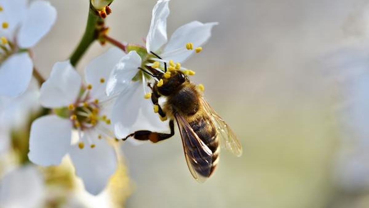 What’s it like to be a bee in the big city? - The Hindu