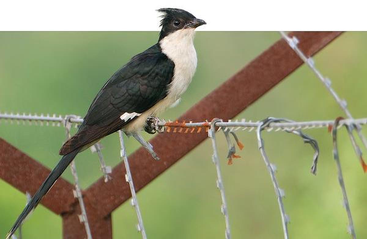 Rain catcher: on Jacobin Cuckoo - The Hindu