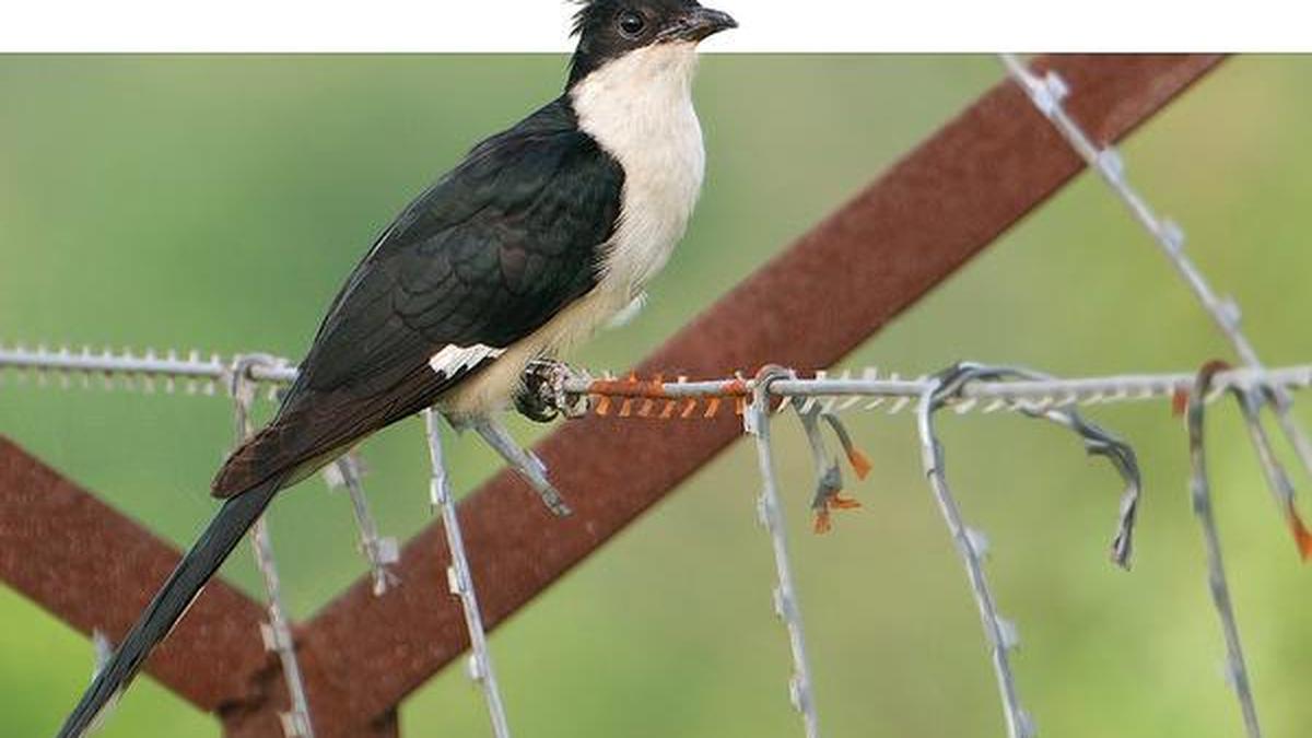 Rain catcher: on Jacobin Cuckoo - The Hindu