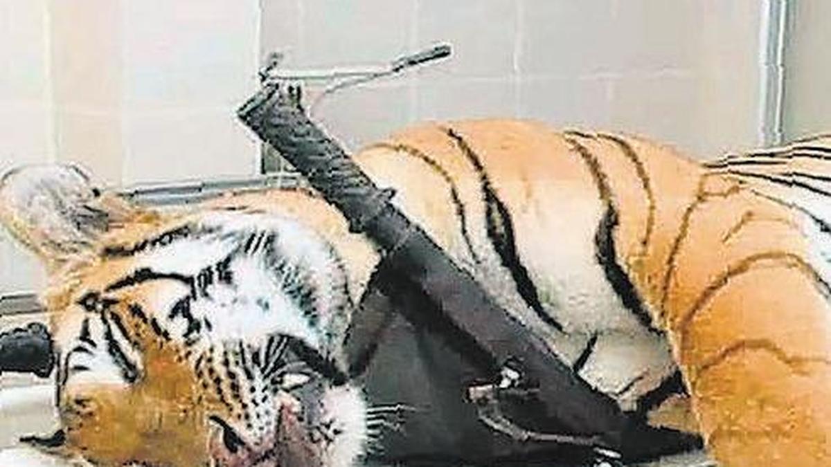 Tigress Avni killing: National Tiger Conservation Authority forms new ...