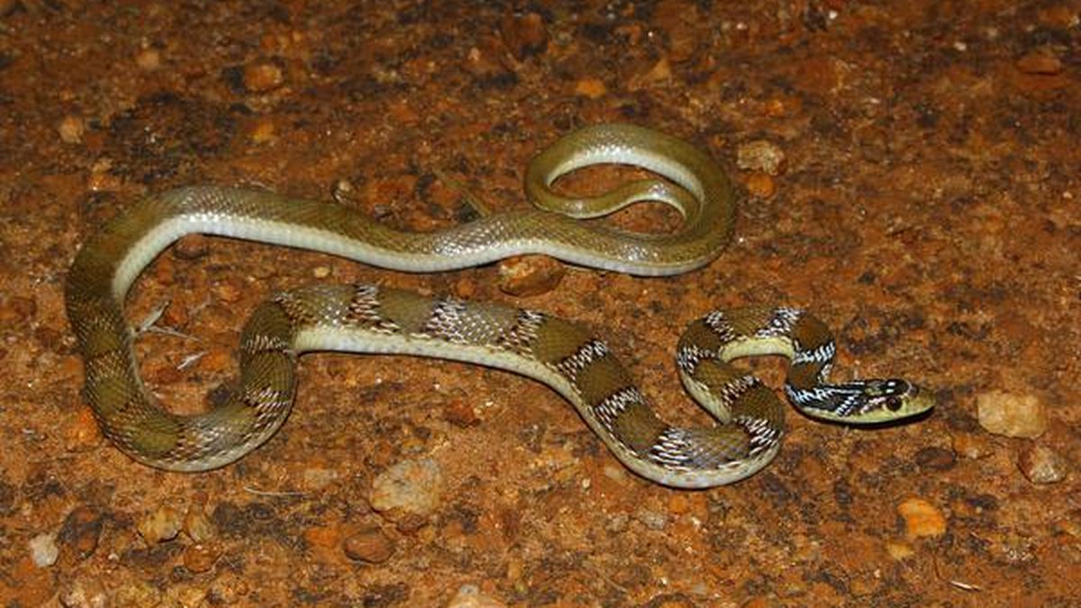 A new species of snake from Tamil Nadu and an old naming confusion from ...