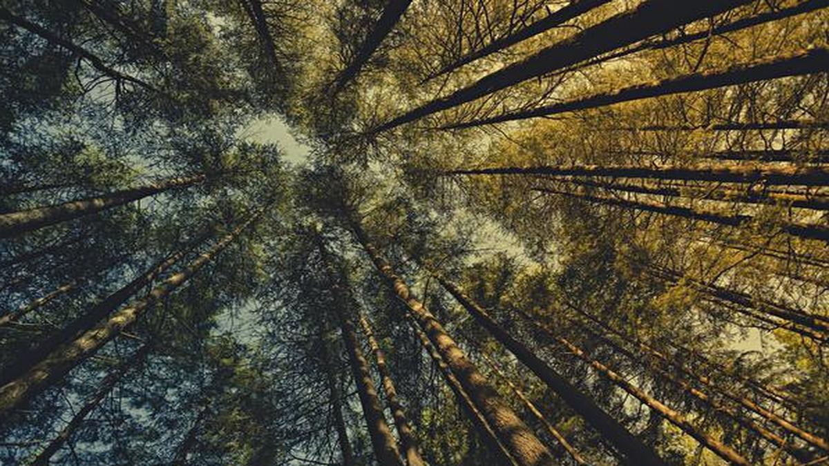 Watch | How climate change is affecting the movement of trees - The Hindu