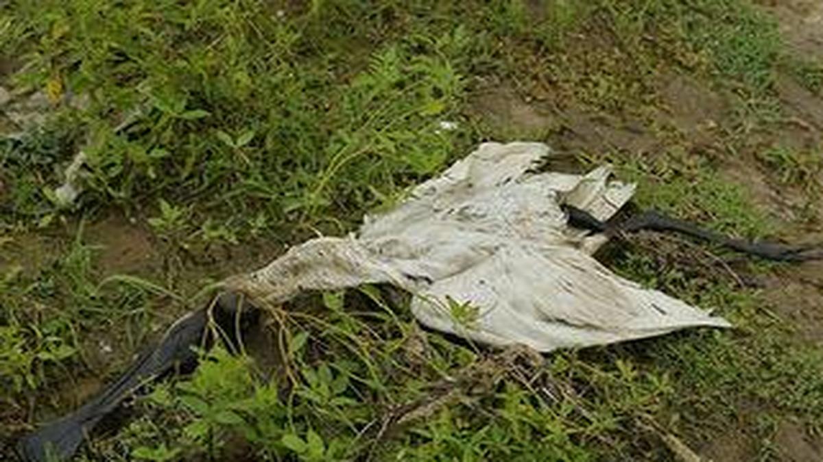 Cyclone Gaja | Birds flee Nagapattinam’s devastated Pt. Calimere - The ...