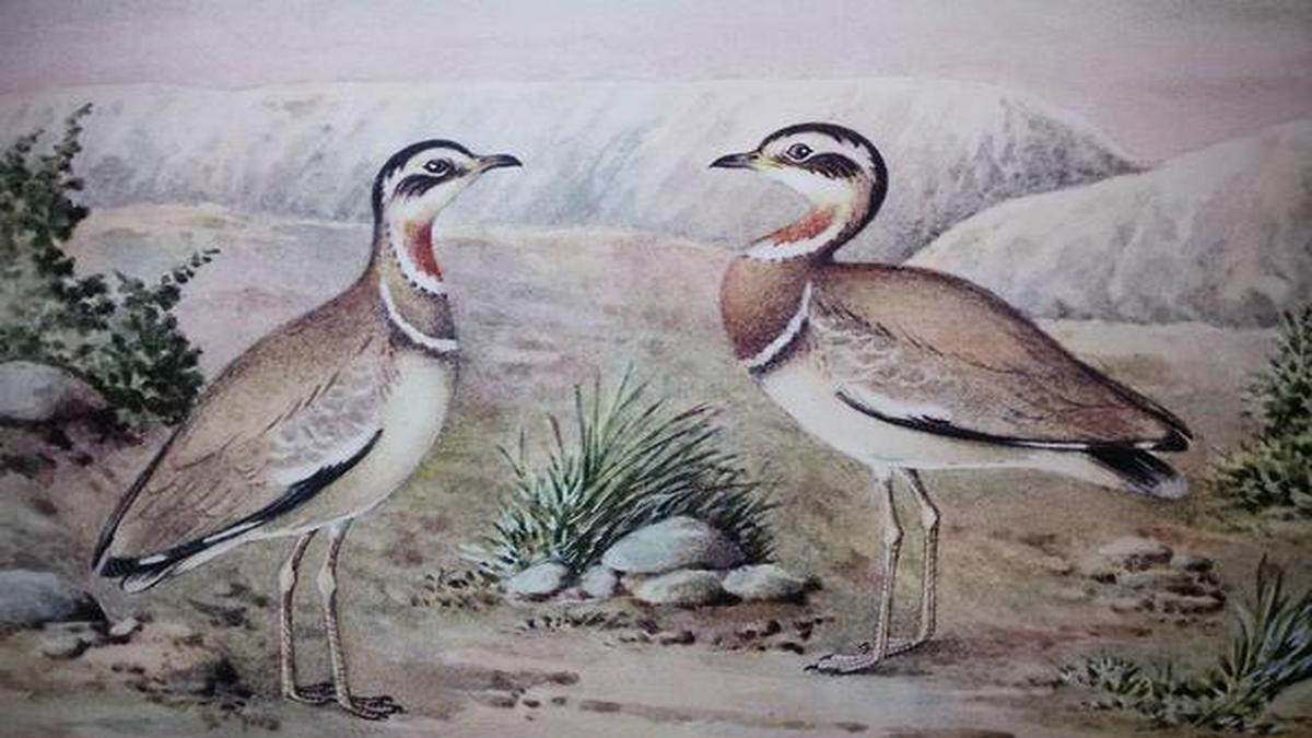 The courser’s last call - The Hindu